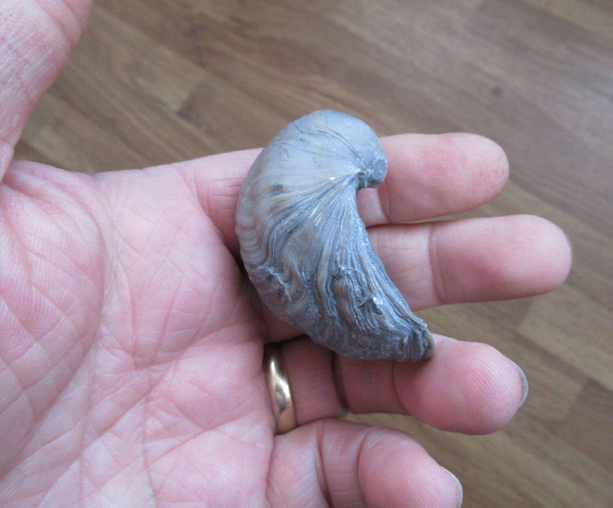 Gryphaea arcuata Lamarck