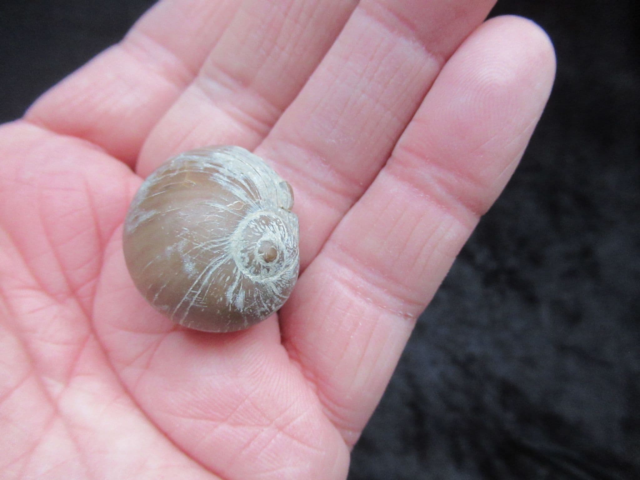 Gyrodes gentii Sowerby