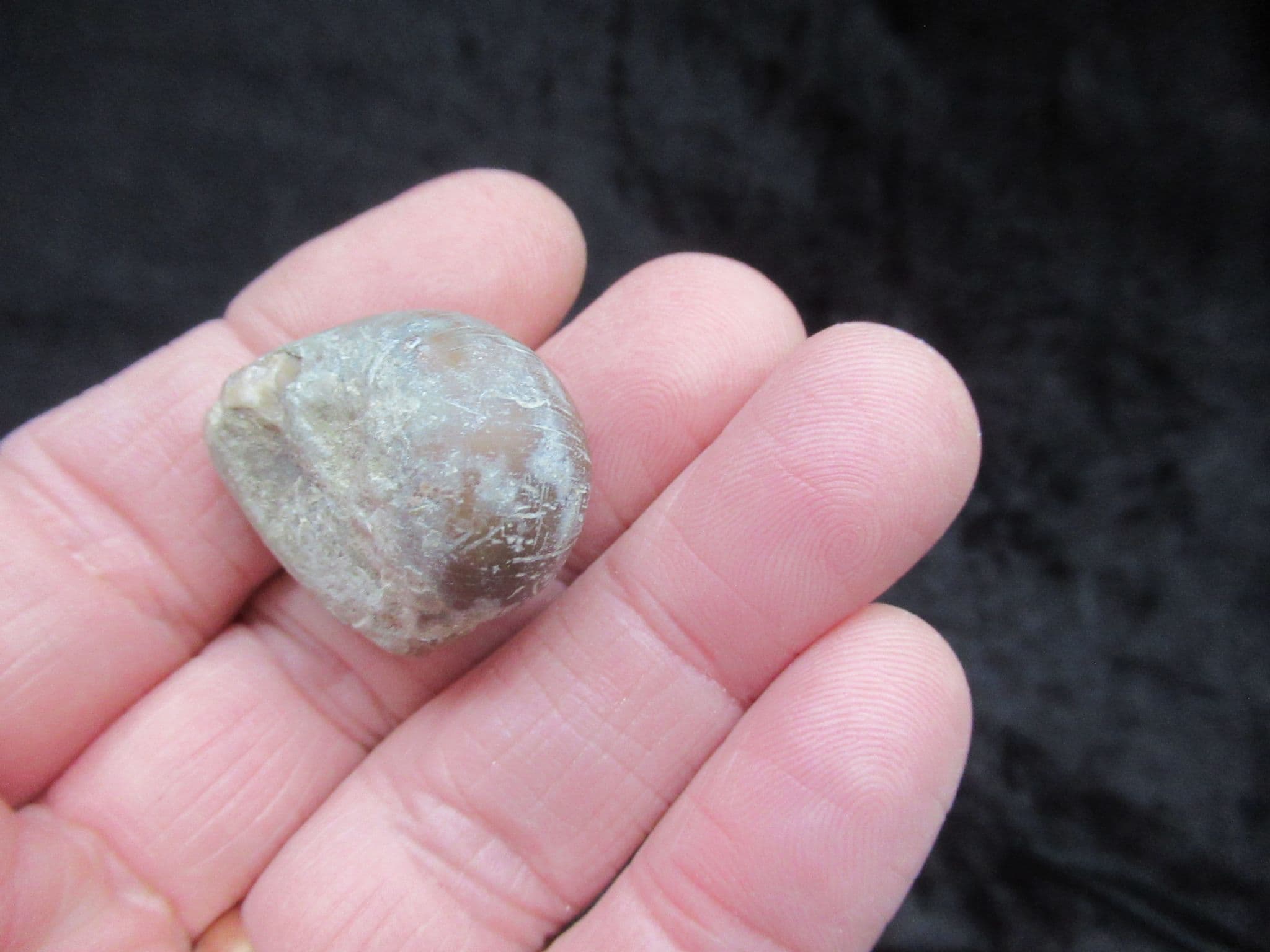 Gyrodes gentii Sowerby