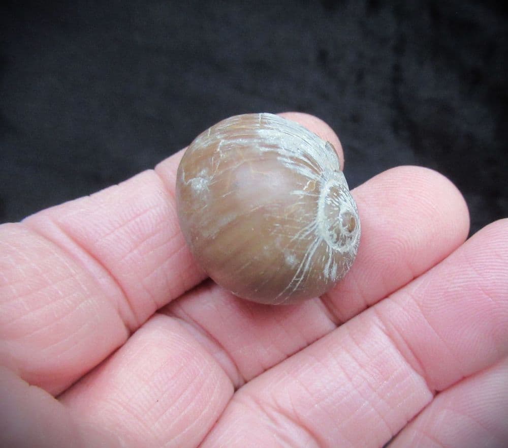 Gyrodes gentii Sowerby