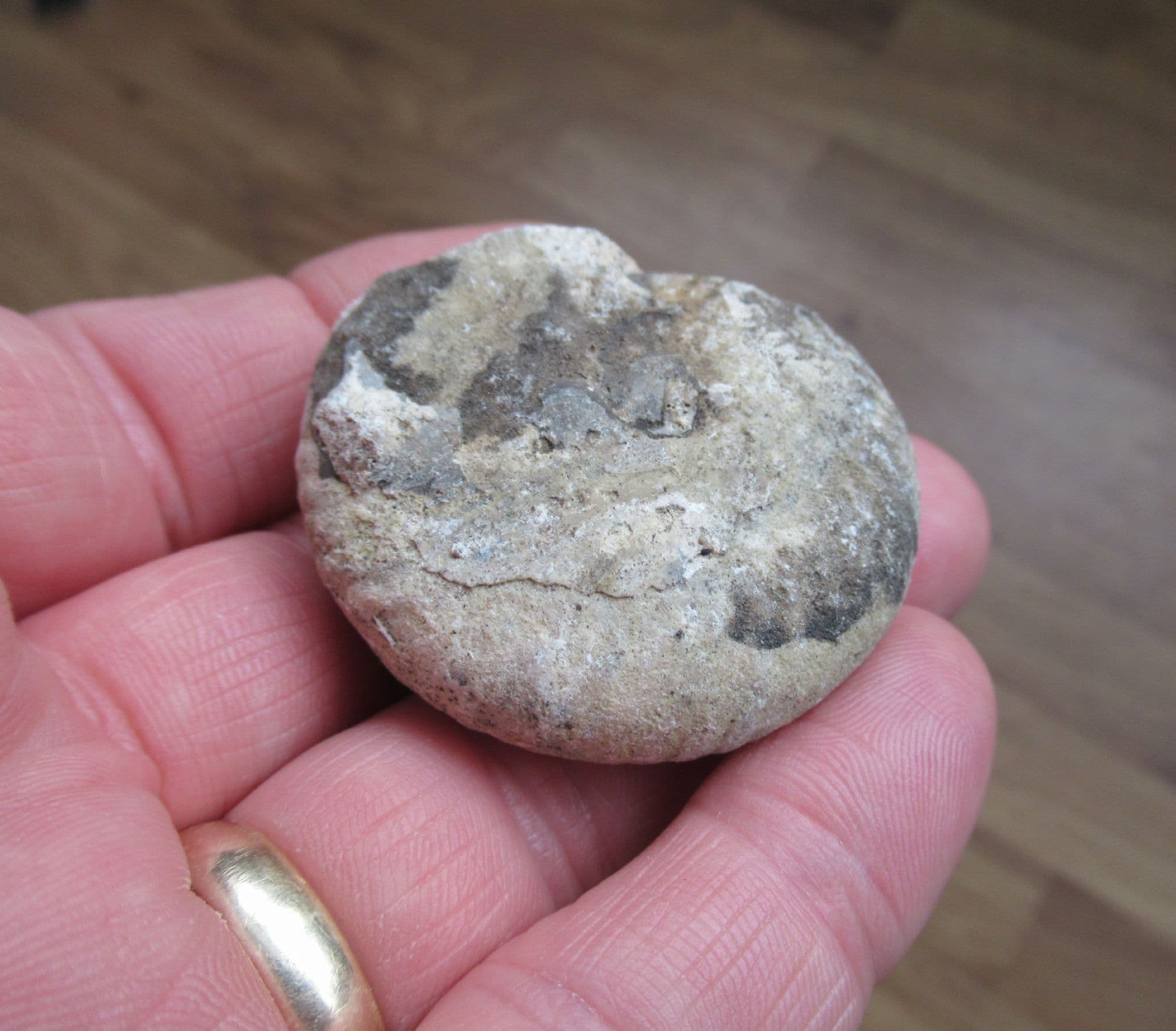 Halorites macer Mojsisovics Triassic ammonite