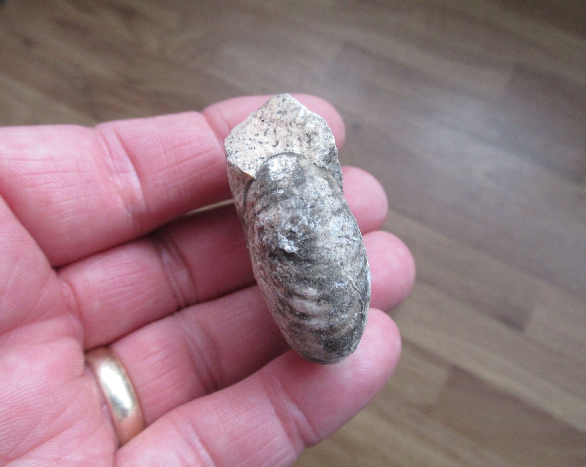 Halorites macer Mojsisovics Triassic ammonite