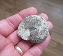 Halorites macer Mojsisovics Triassic ammonite