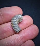 Ammonites, Goniatites & Nautiloids - Page 2