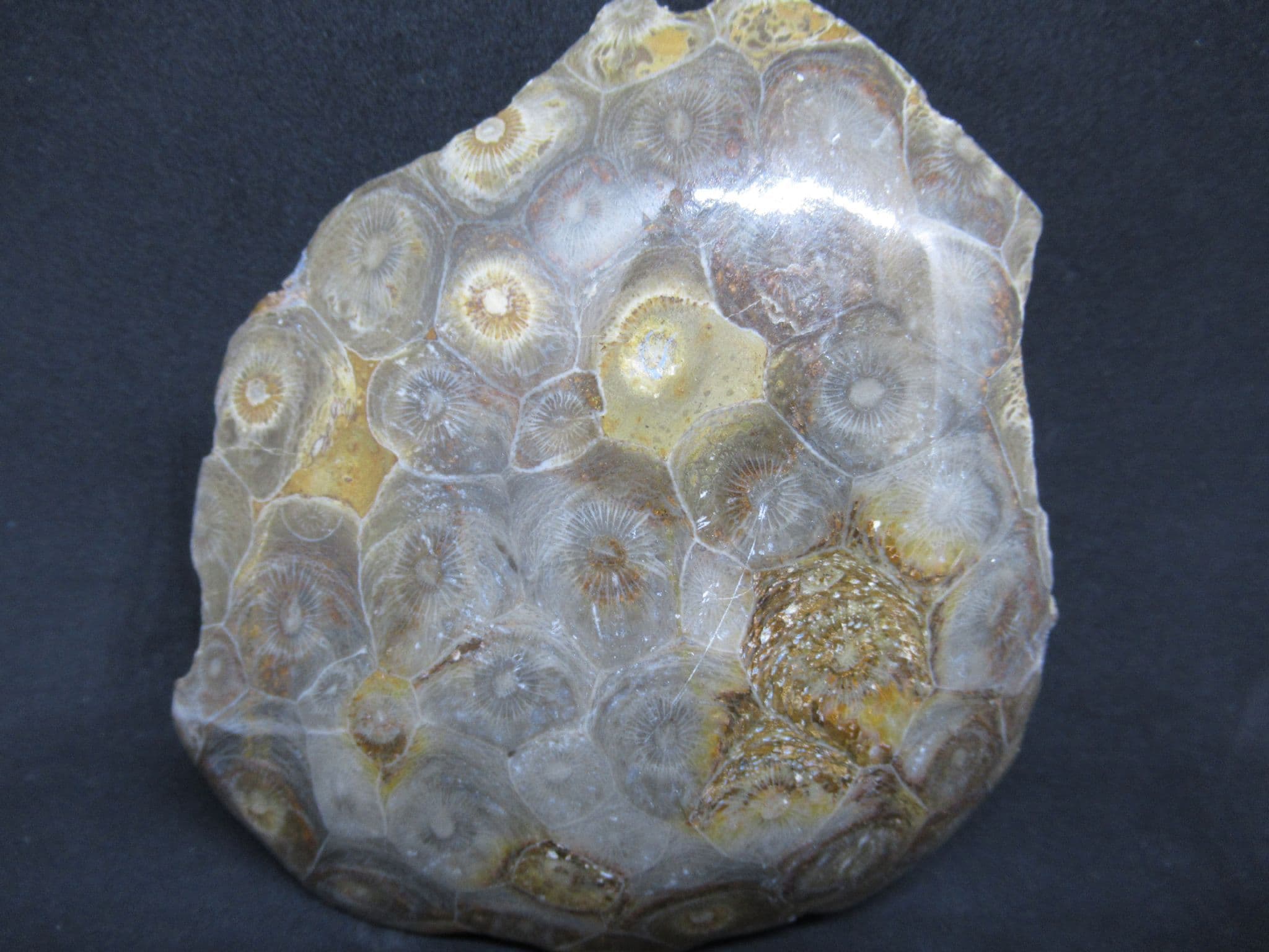 Hexagonaria species