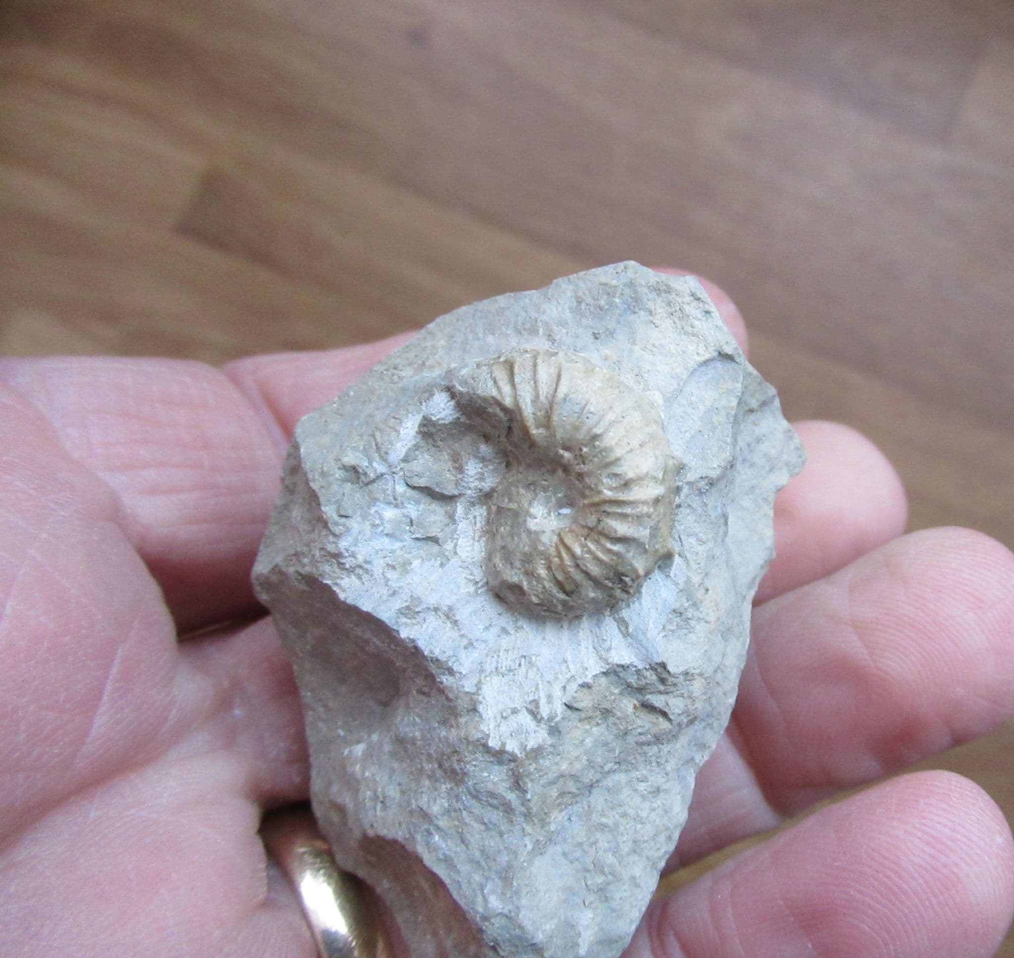 Holcodiscus fallax Cretaceous French ammonite