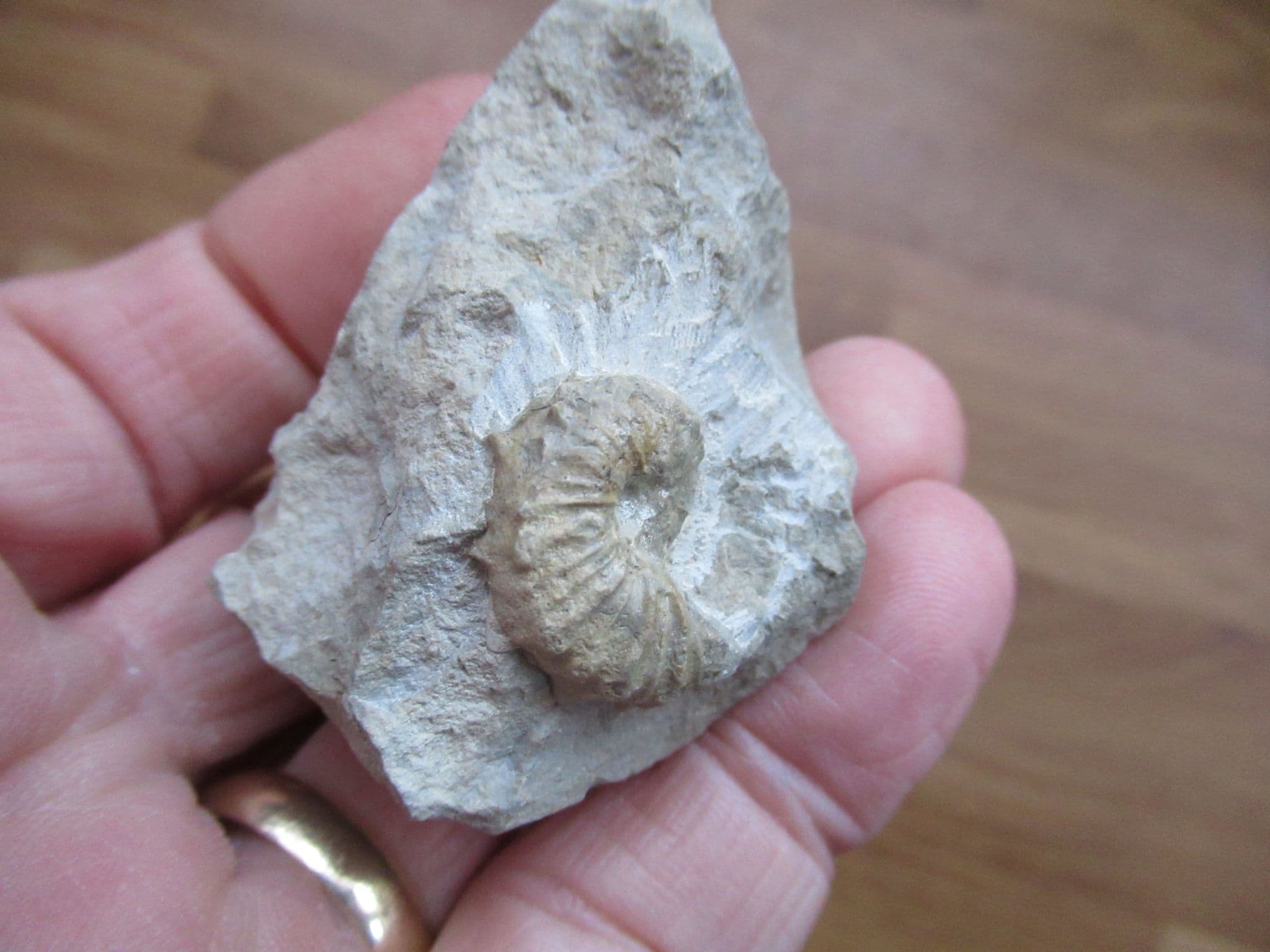 Holcodiscus fallax Cretaceous French ammonite