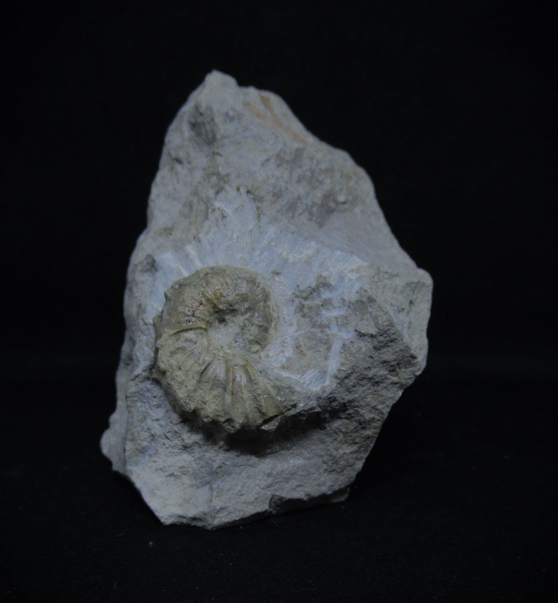 Holcodiscus fallax Cretaceous French ammonite