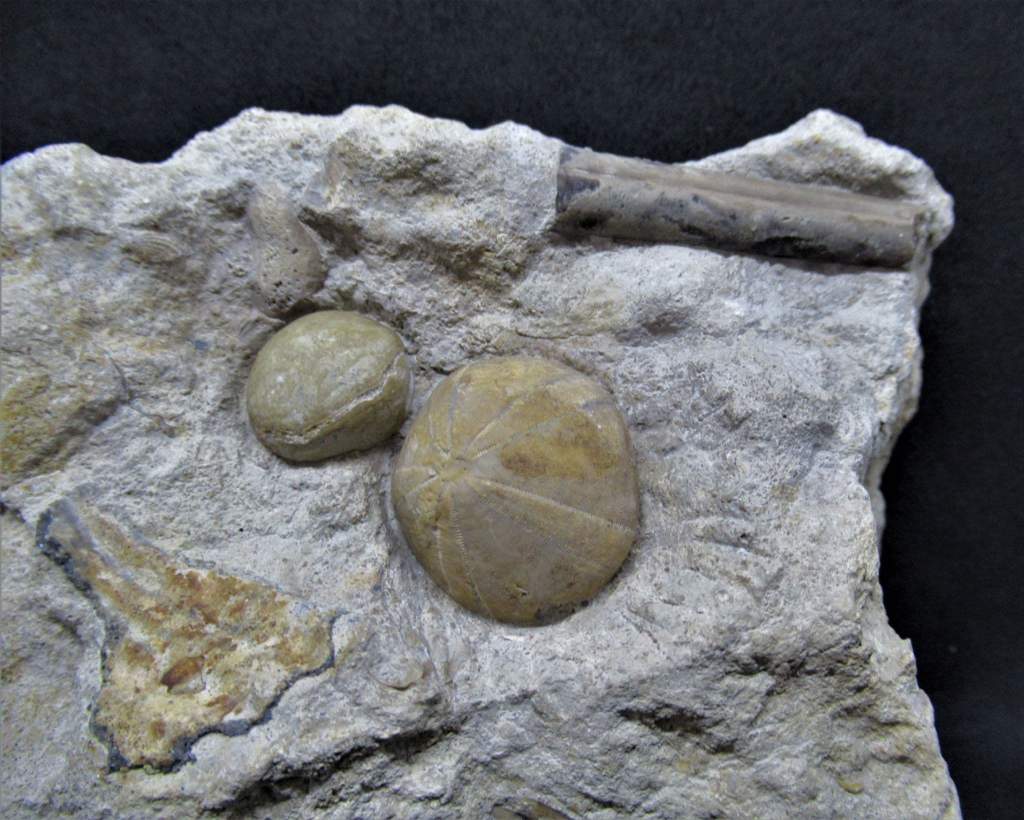 Holectypus hemisphaericus with Brachiopod and Belemnite