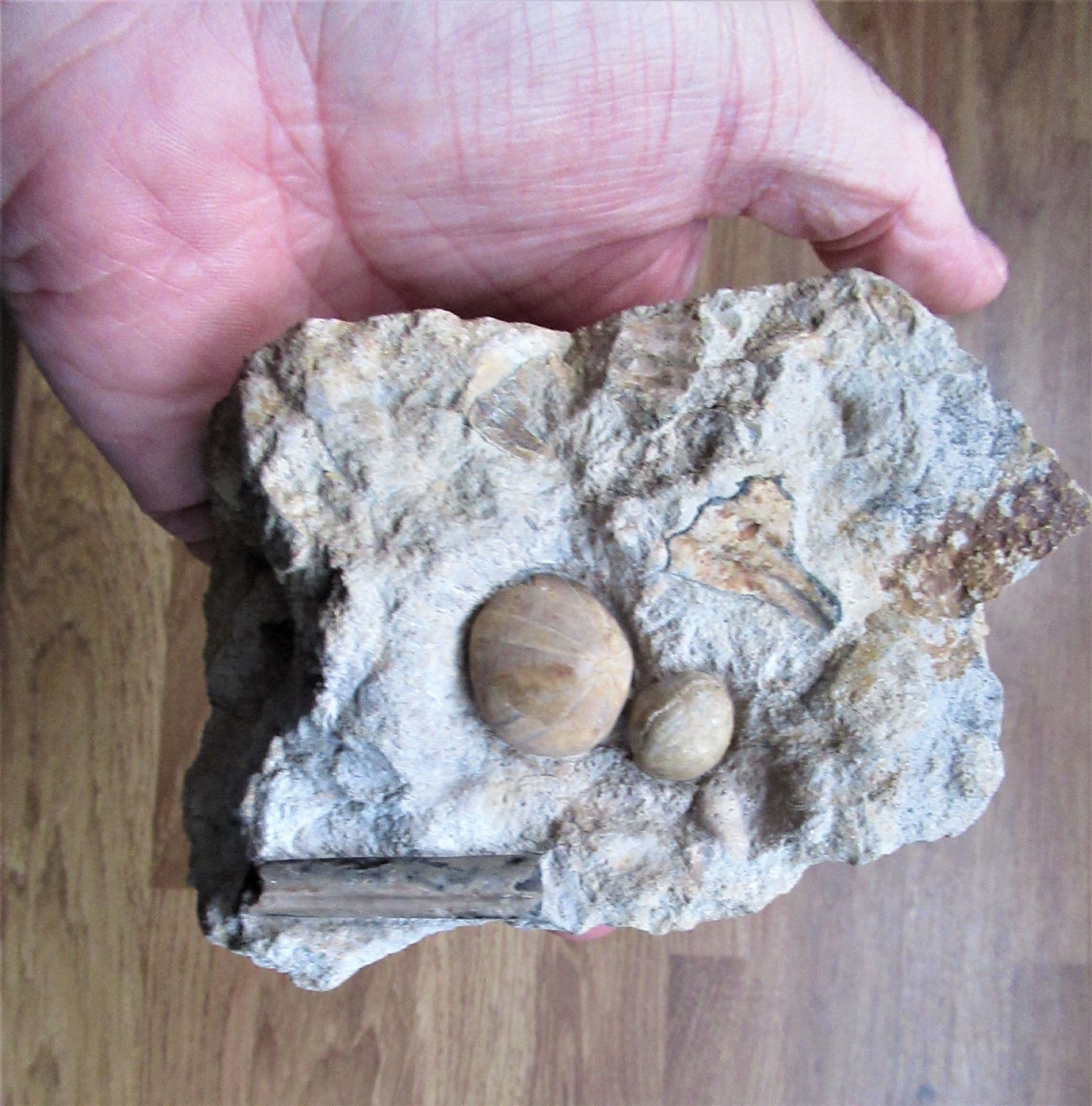 Holectypus hemisphaericus with Brachiopod and Belemnite