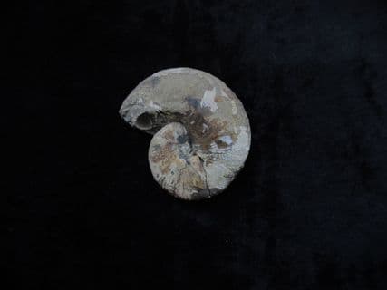 Hoploscaphites nicoletii septate specimen