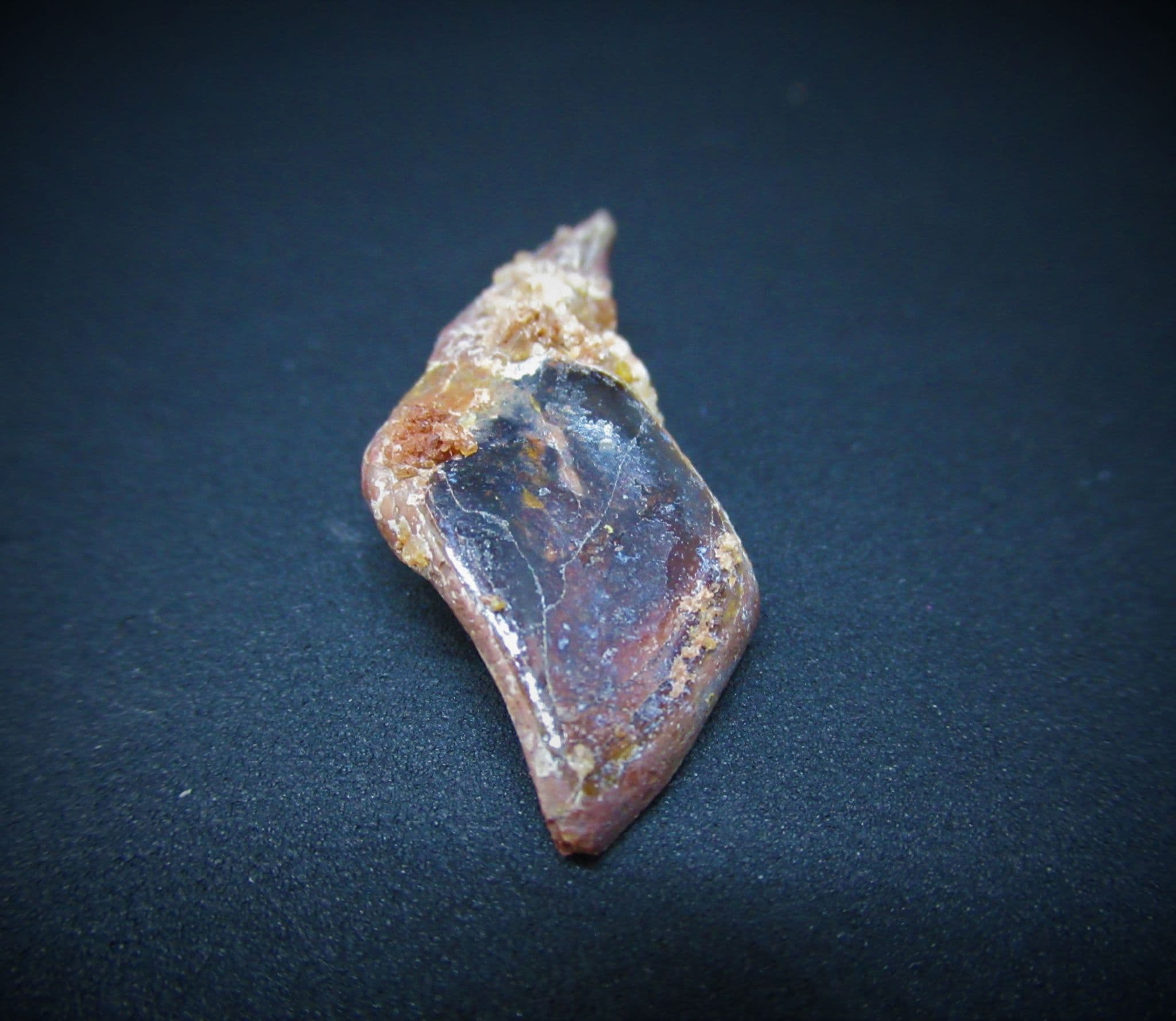 HUGE Gar fish Ganoid scale