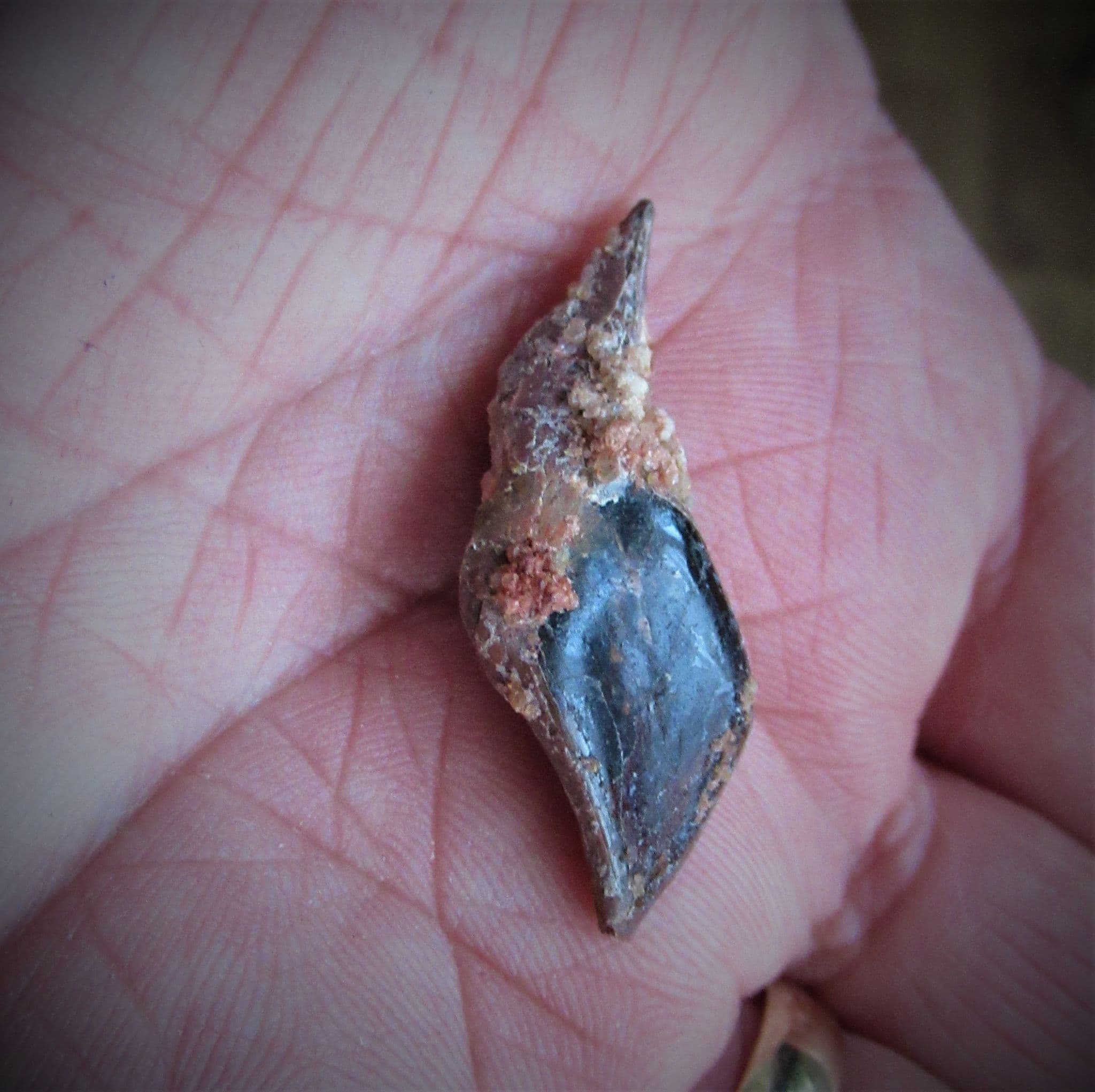 HUGE Gar fish Ganoid scale