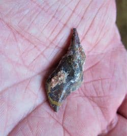 HUGE Gar fish Ganoid scale