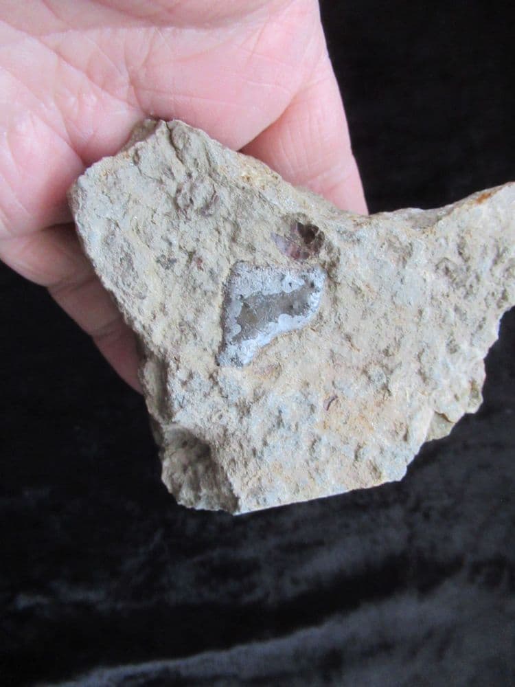 Hybodont shark coprolite