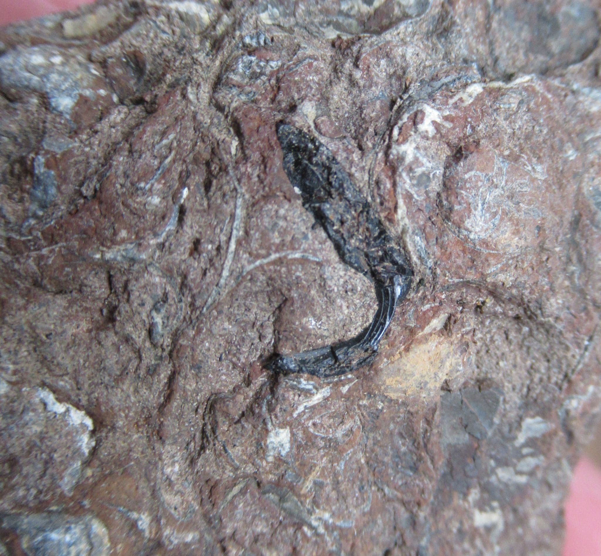 Hybodus Clasper from Vectis formation Isle of Wight