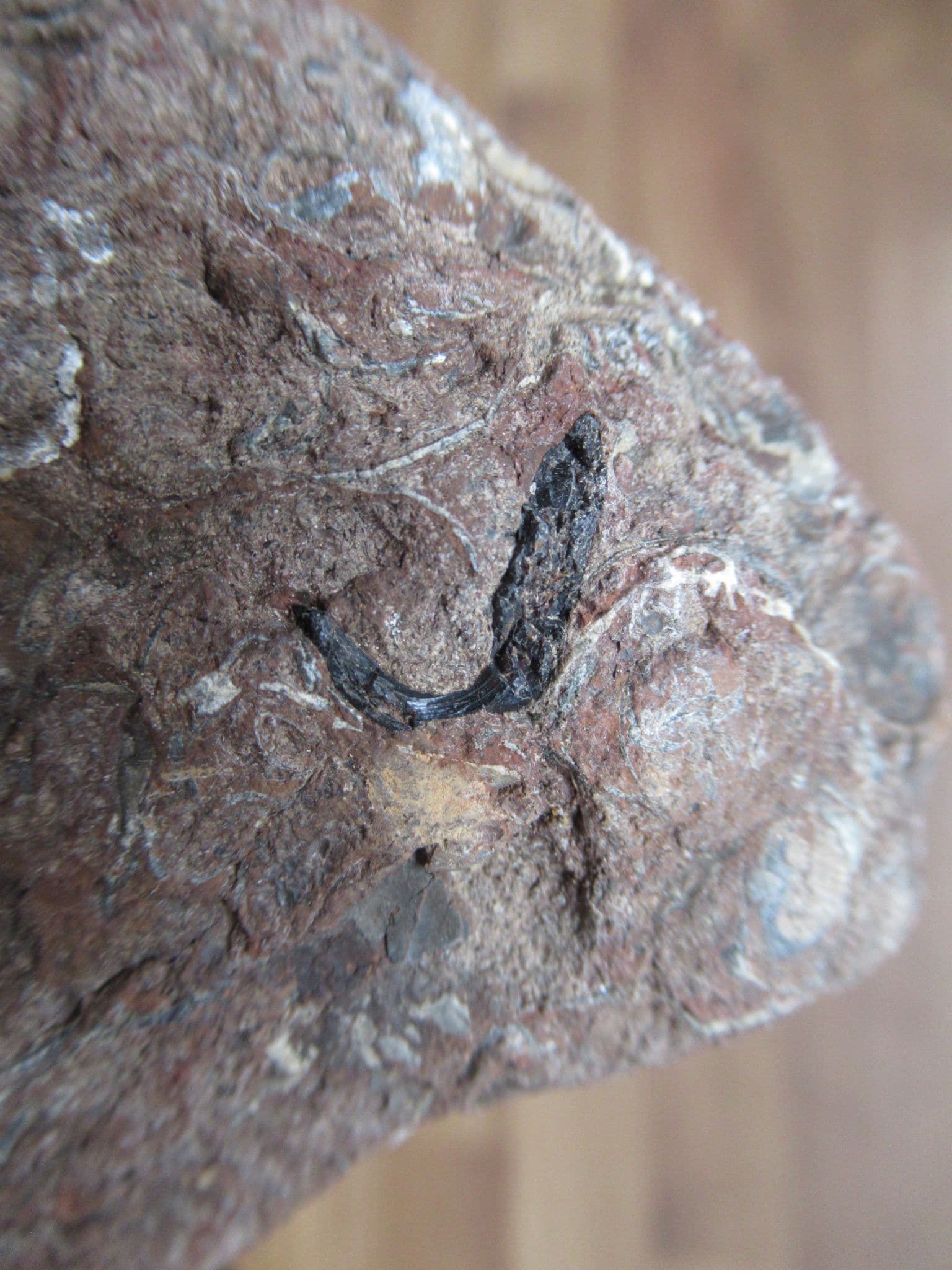 Hybodus Clasper from Vectis formation Isle of Wight