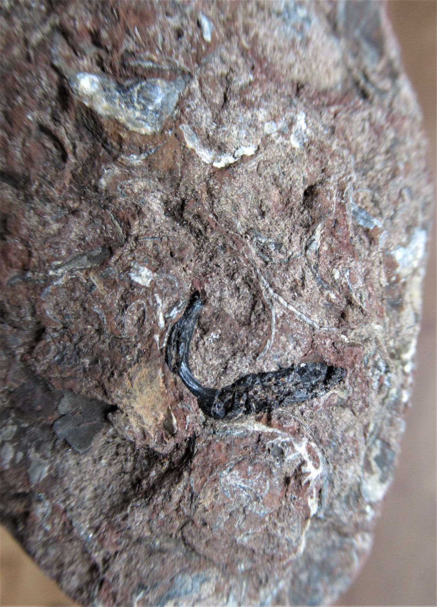 Hybodus Clasper from Vectis formation Isle of Wight