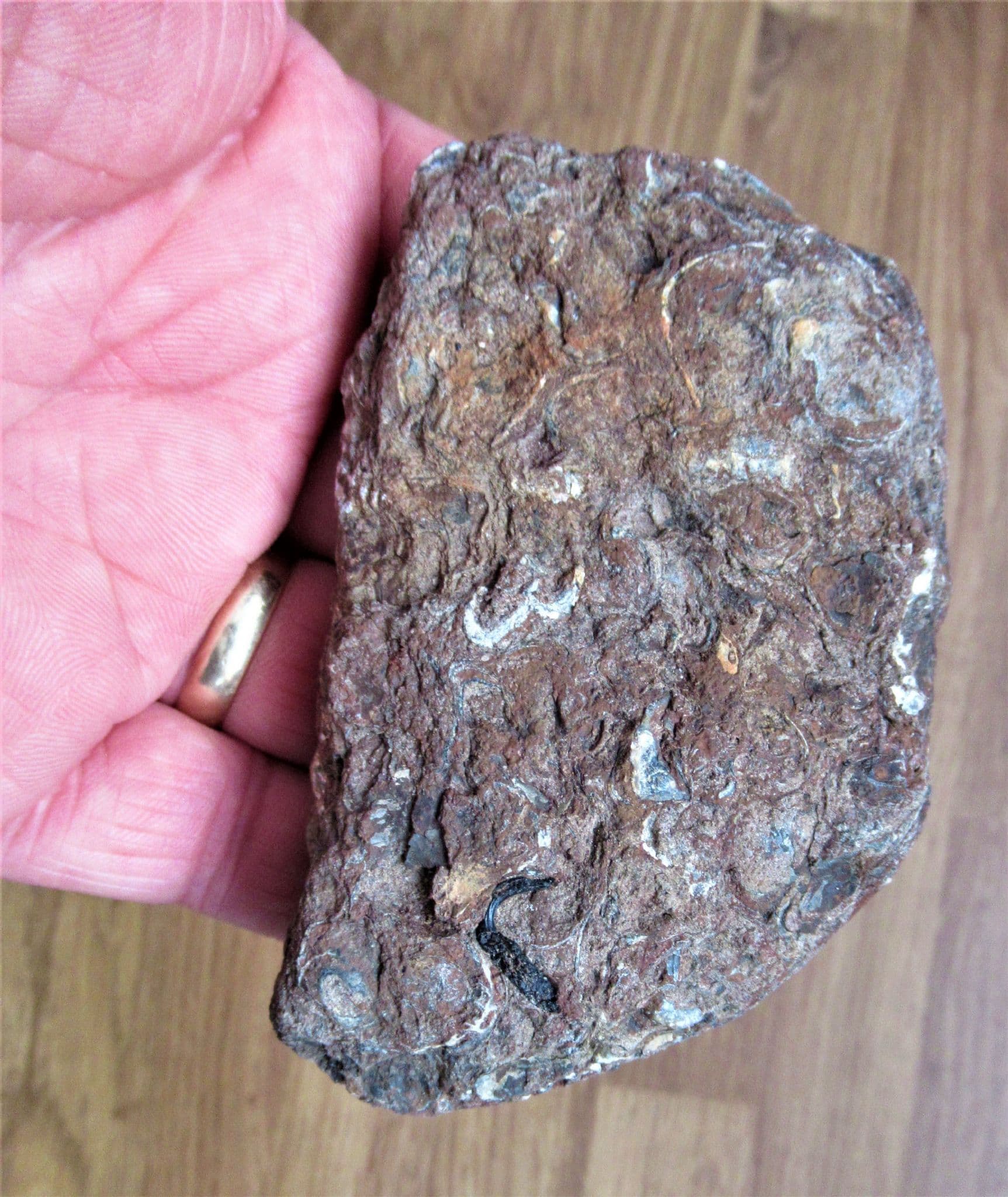 Hybodus Clasper from Vectis formation Isle of Wight