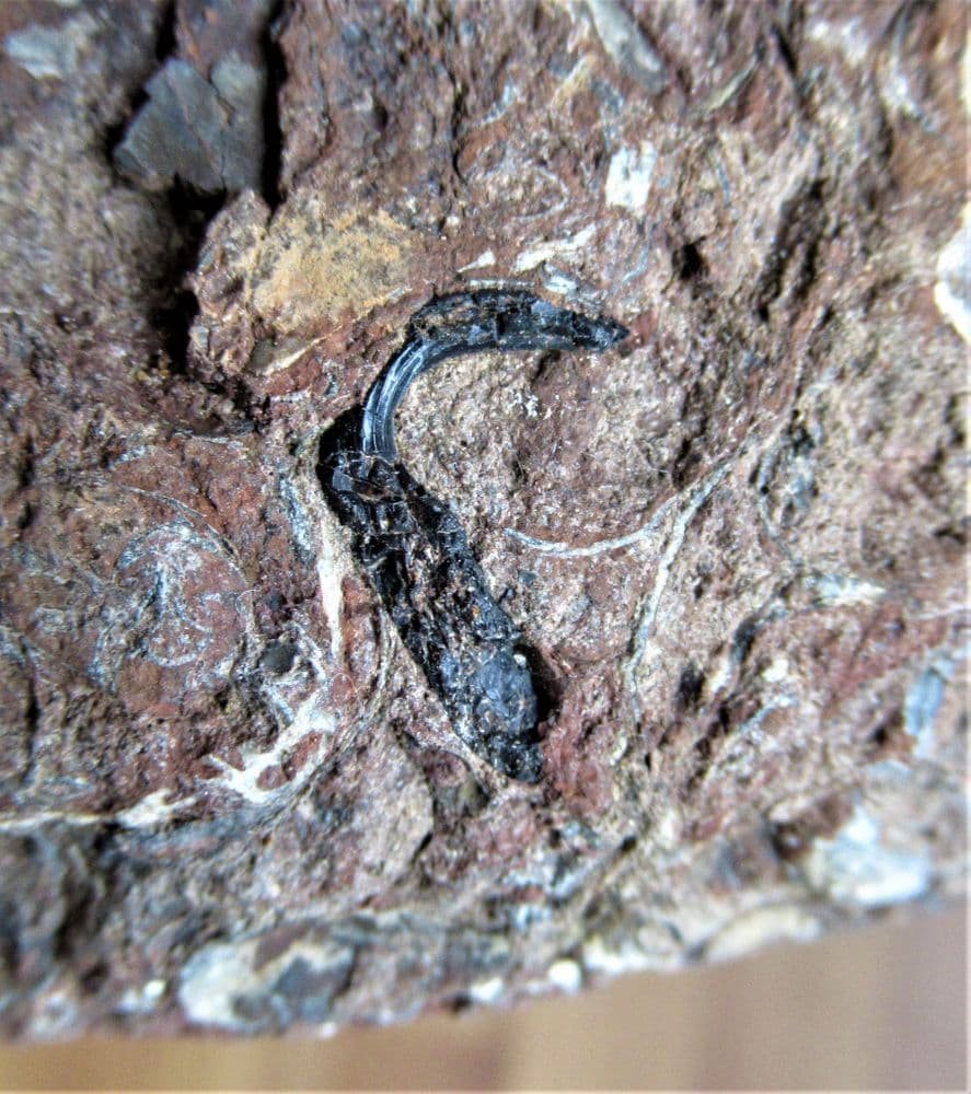 Hybodus Clasper from Vectis formation Isle of Wight