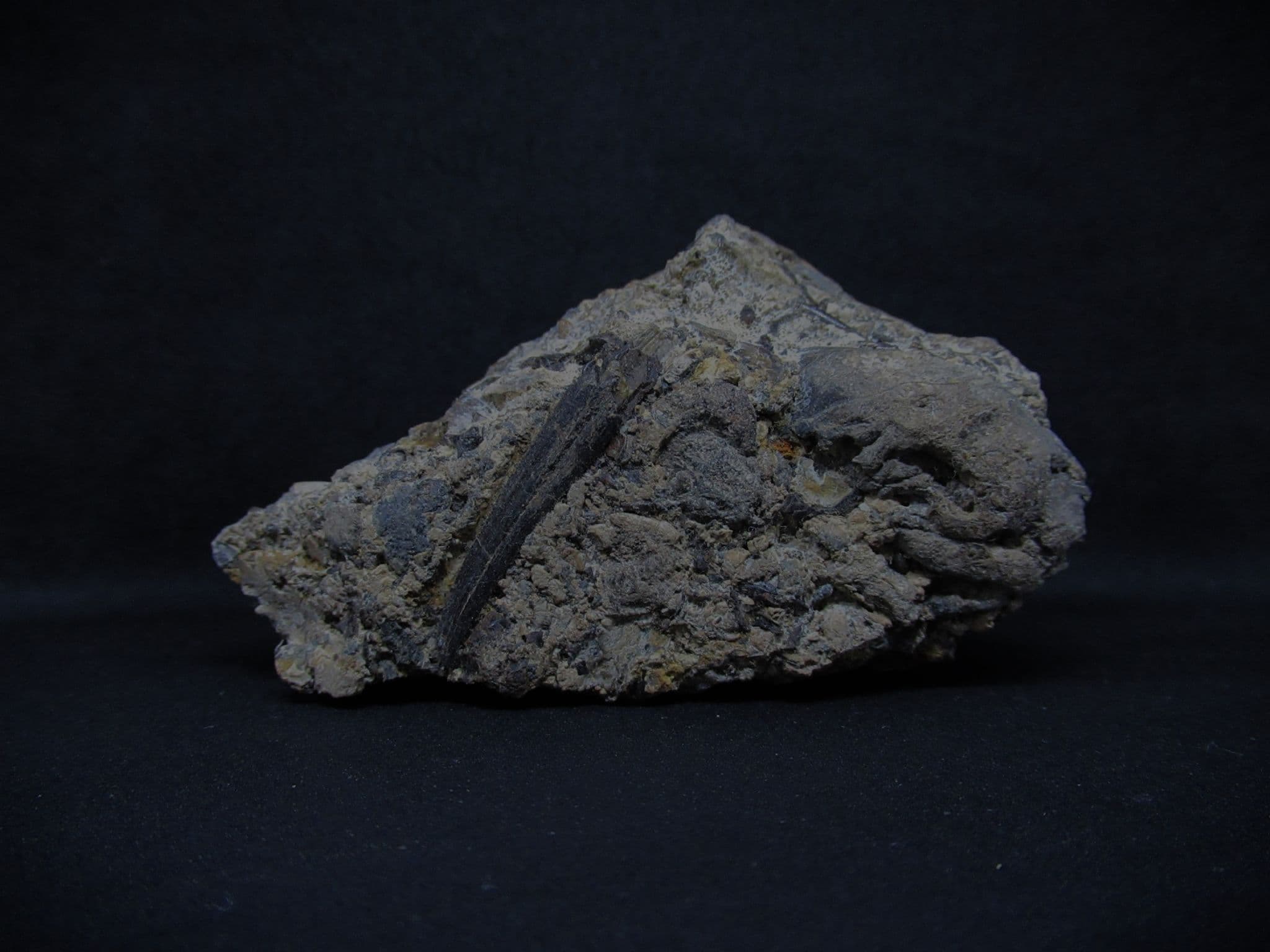 Hybodus shark spine from Sussex