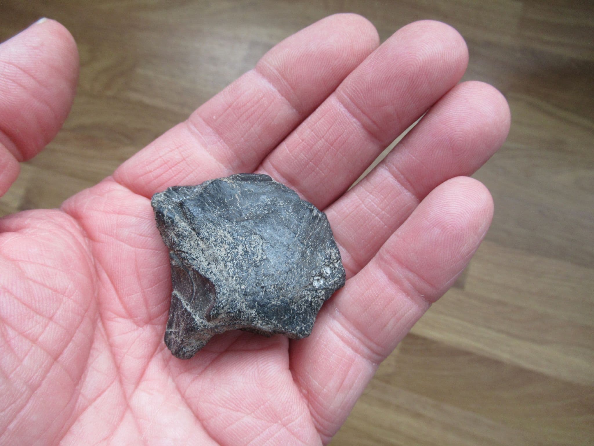 Ichthyosaurus skull element