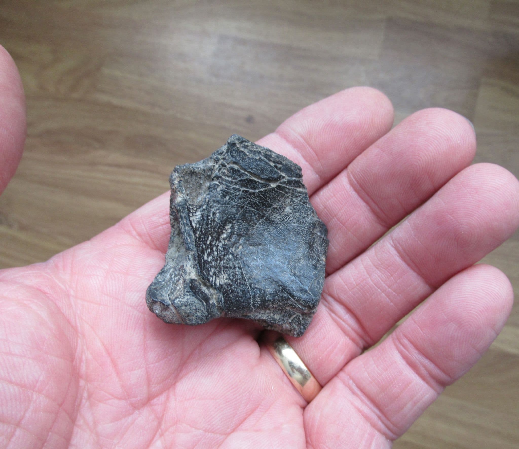 Ichthyosaurus skull element