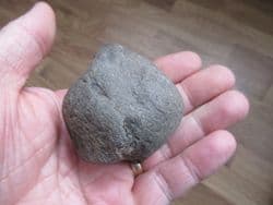 Iguanodon bone from the Isle of Wight