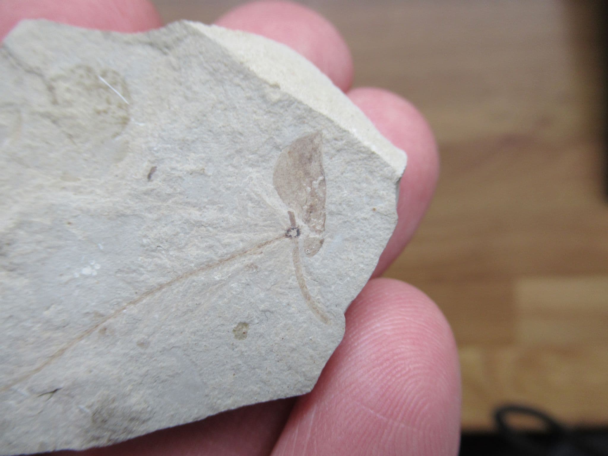 Insect from the Green River Formation