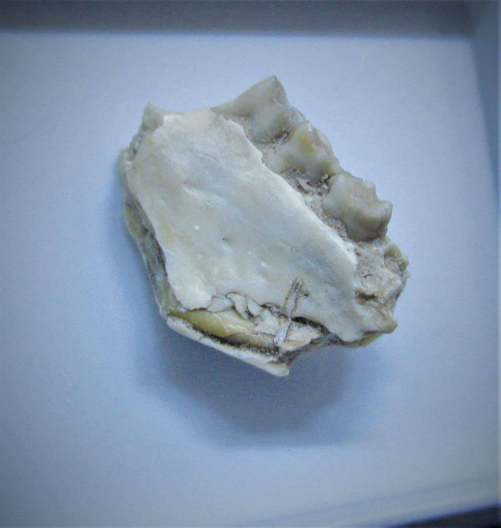 Ischyromys Typus Leidy Rodent jaw