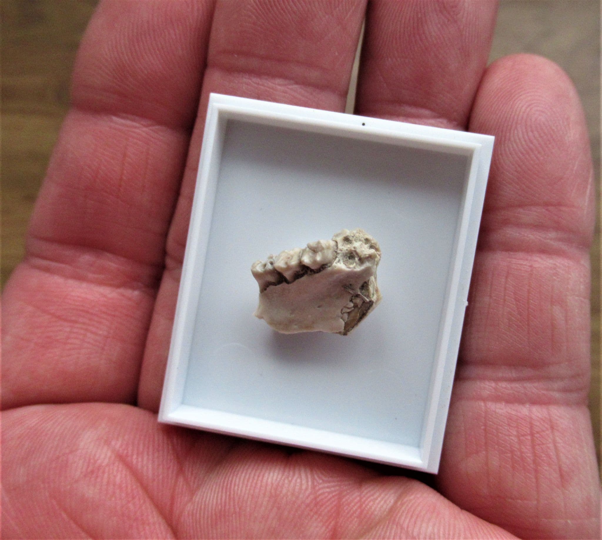 Ischyromys Typus Leidy Rodent jaw