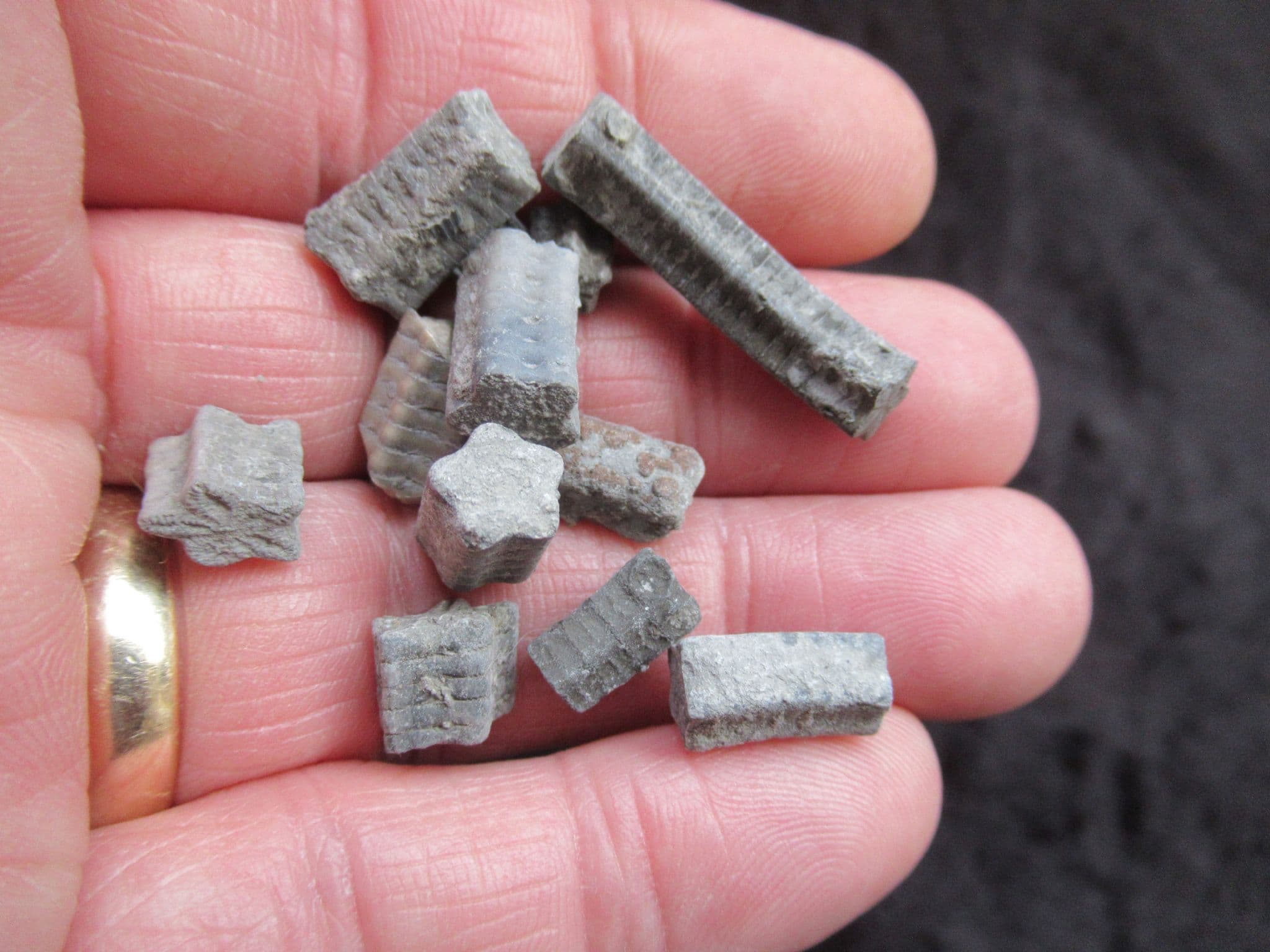 Isocrinus psilonoti crinoid stems