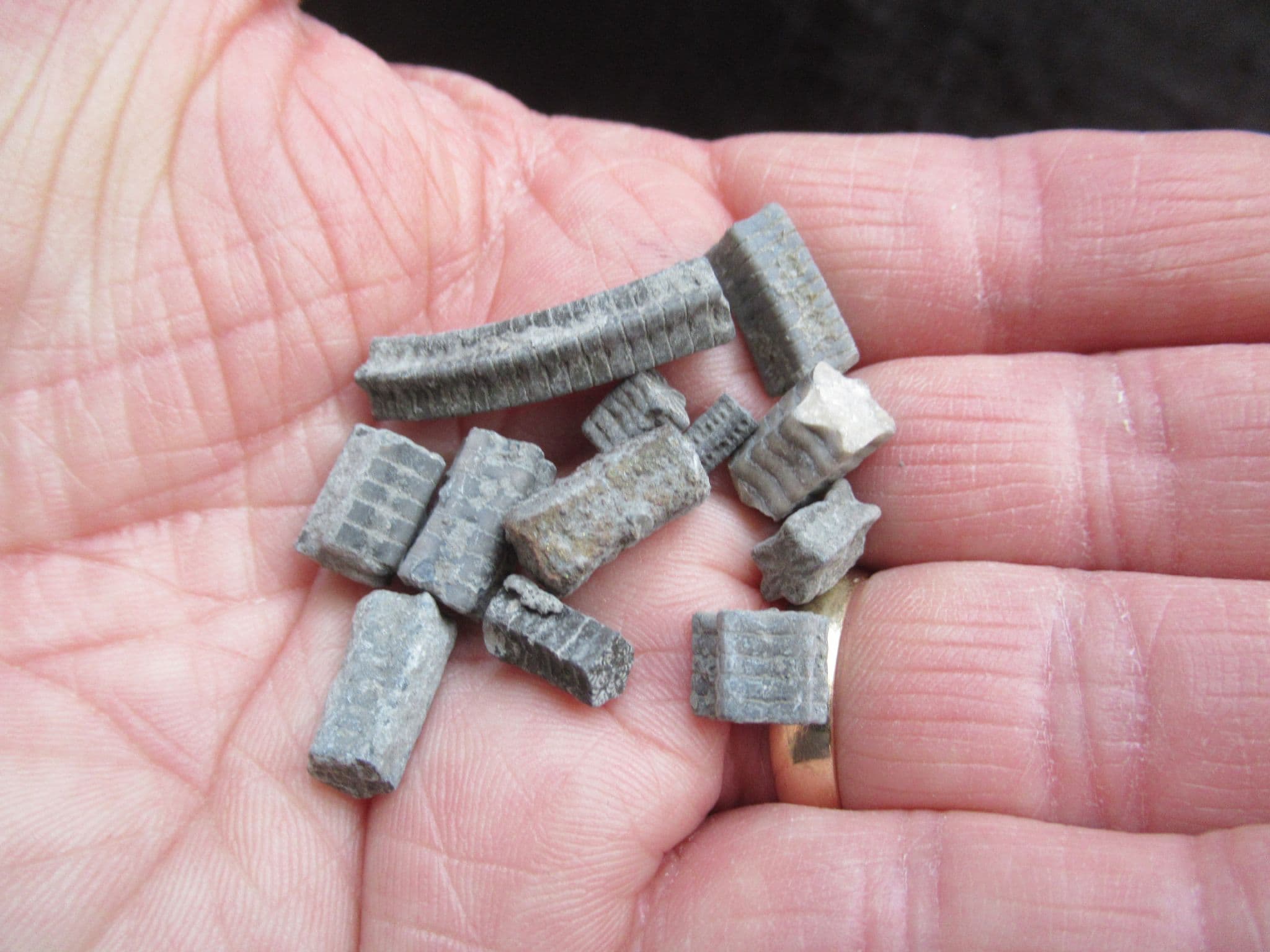 Isocrinus psilonoti crinoid stems