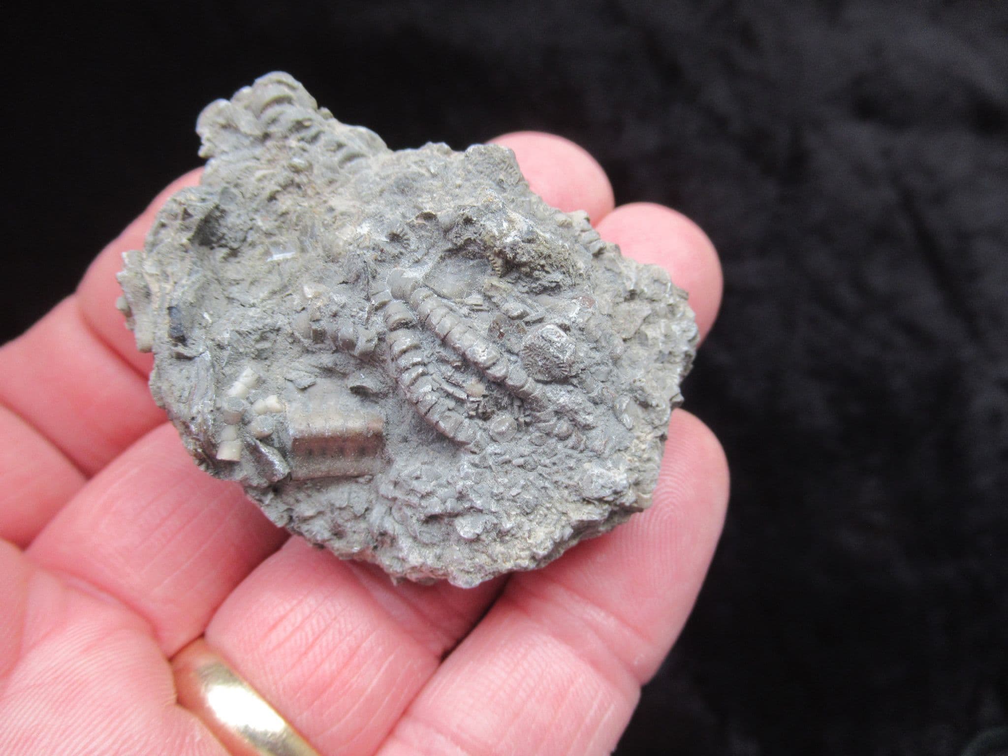 Isocrinus psilonoti from Gloucester