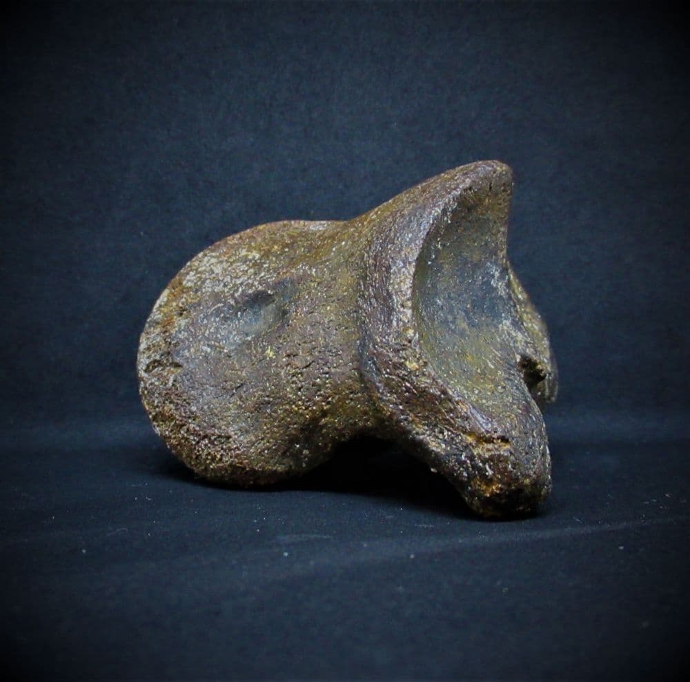 Juvenile Bison Toe bone