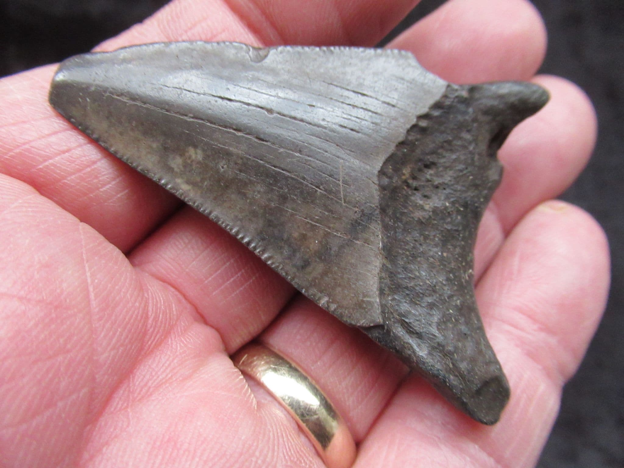 Juvenile Meg tooth WOW