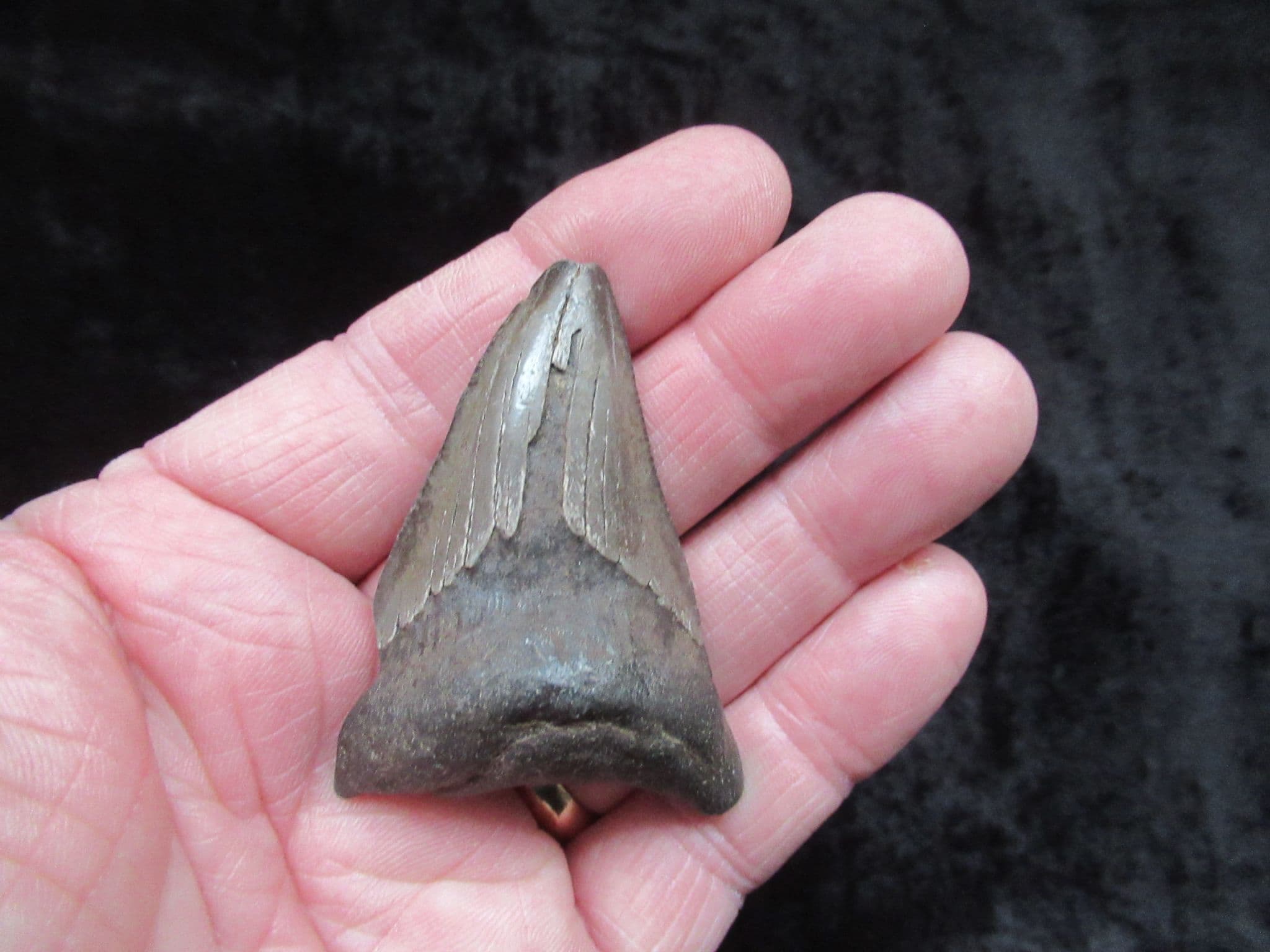 Juvenile Meg tooth WOW