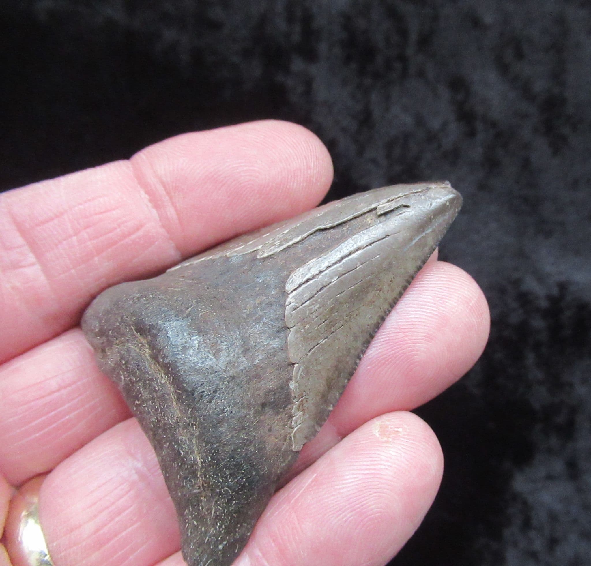 Juvenile Meg tooth WOW