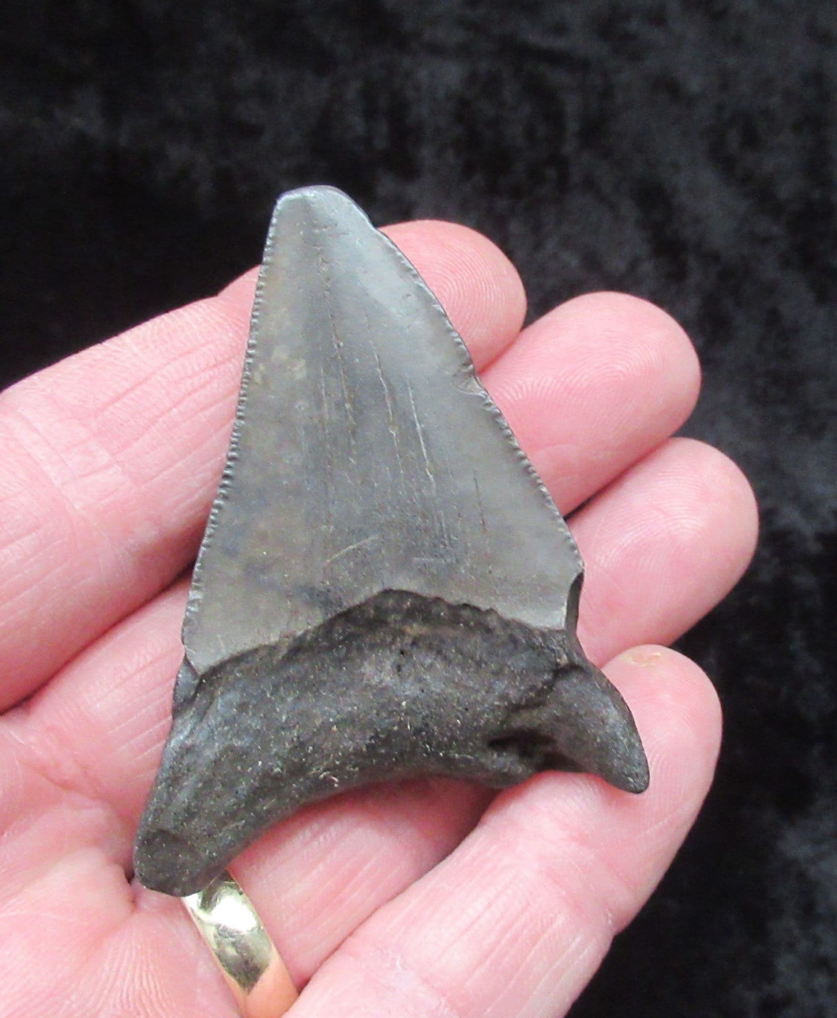 Juvenile Meg tooth WOW