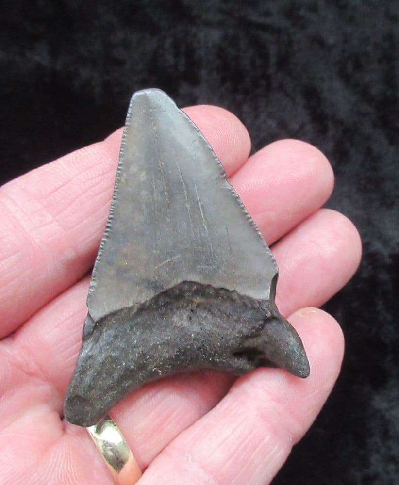 Juvenile Meg tooth WOW