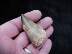 Large Mosasaur tooth