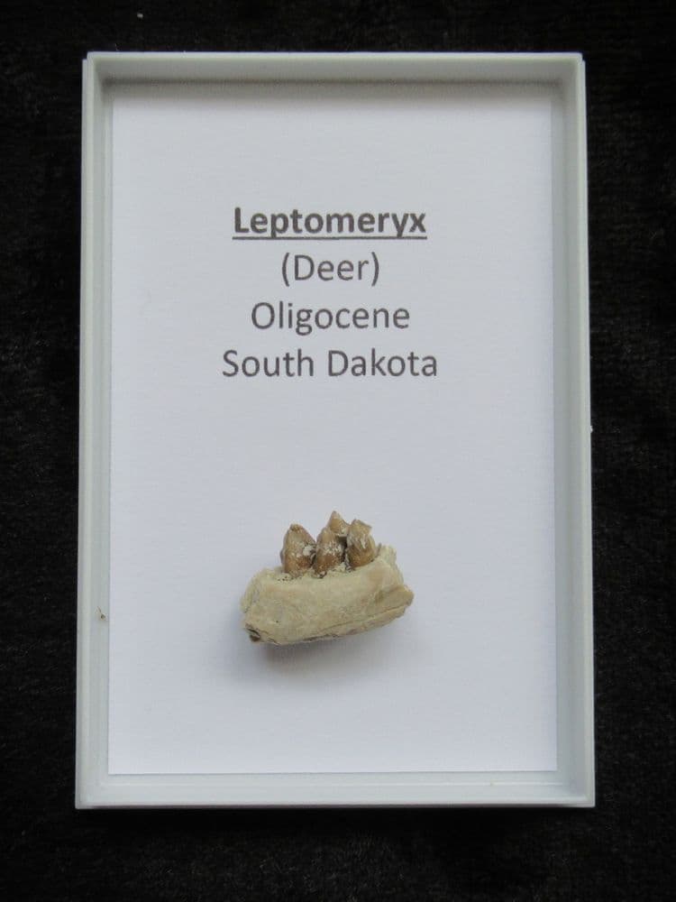 Leptomeryx evansi Small deer jaw
