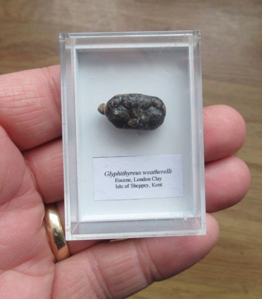 London clay crab Glyphithyreus wetherelli