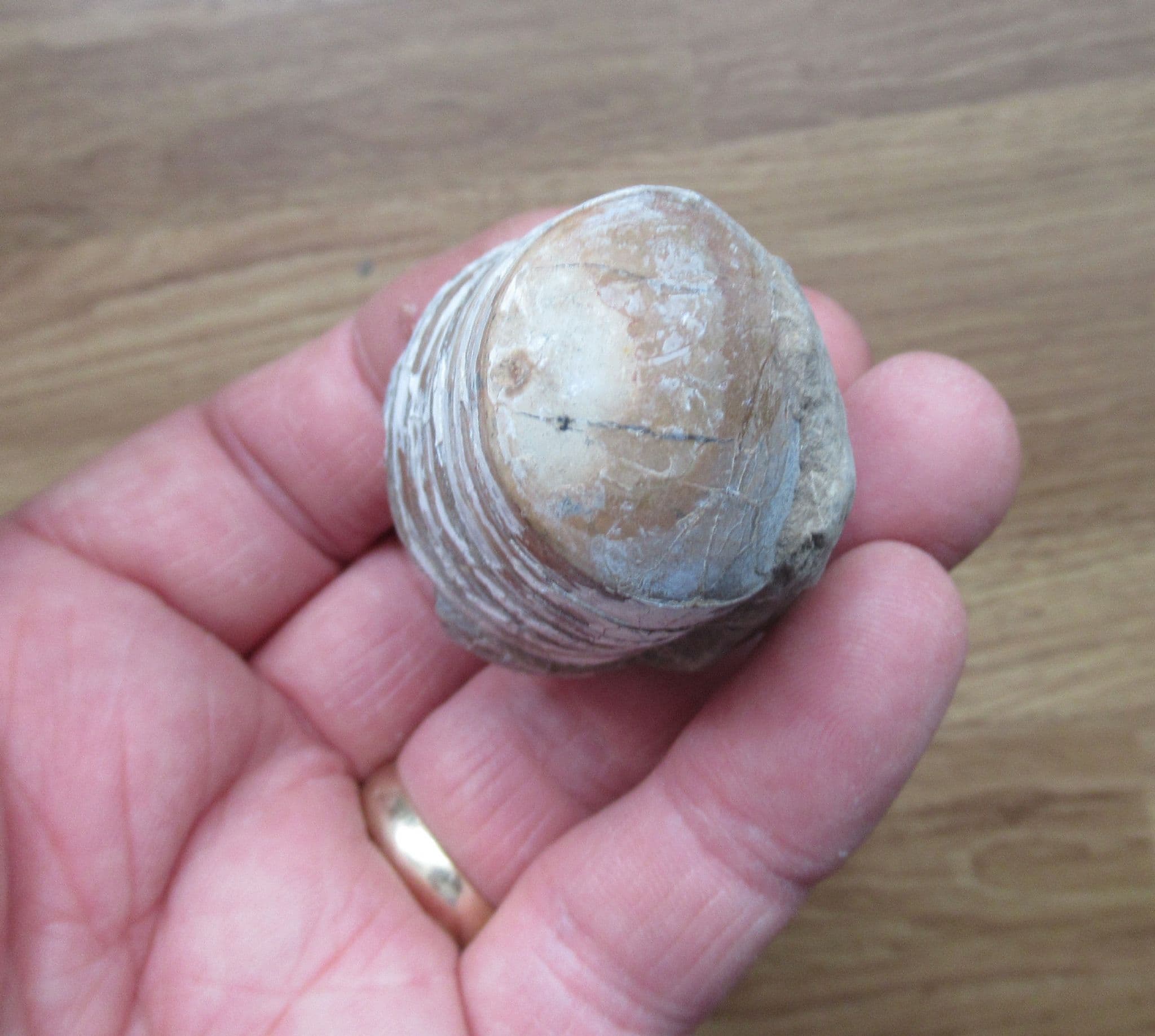 Megateuthis paxilosus phragmacone