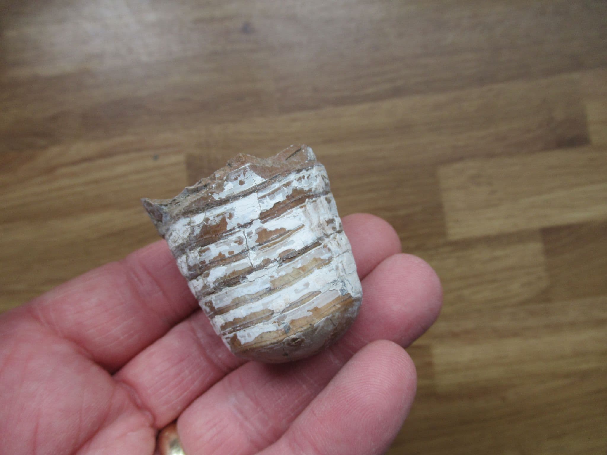 Megateuthis paxilosus phragmacone