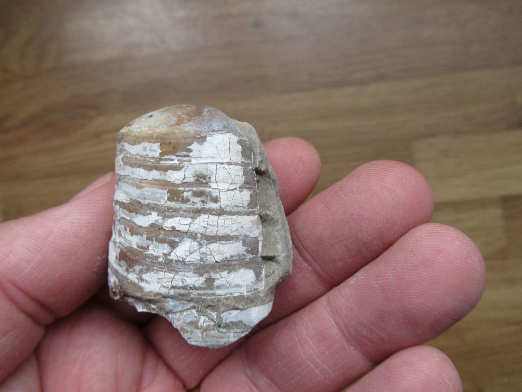 Megateuthis paxilosus phragmacone