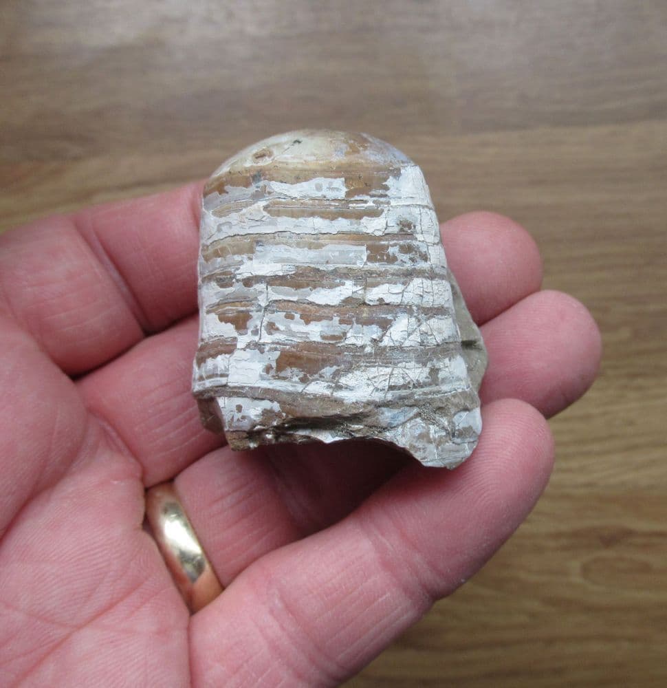 Megateuthis paxilosus phragmacone