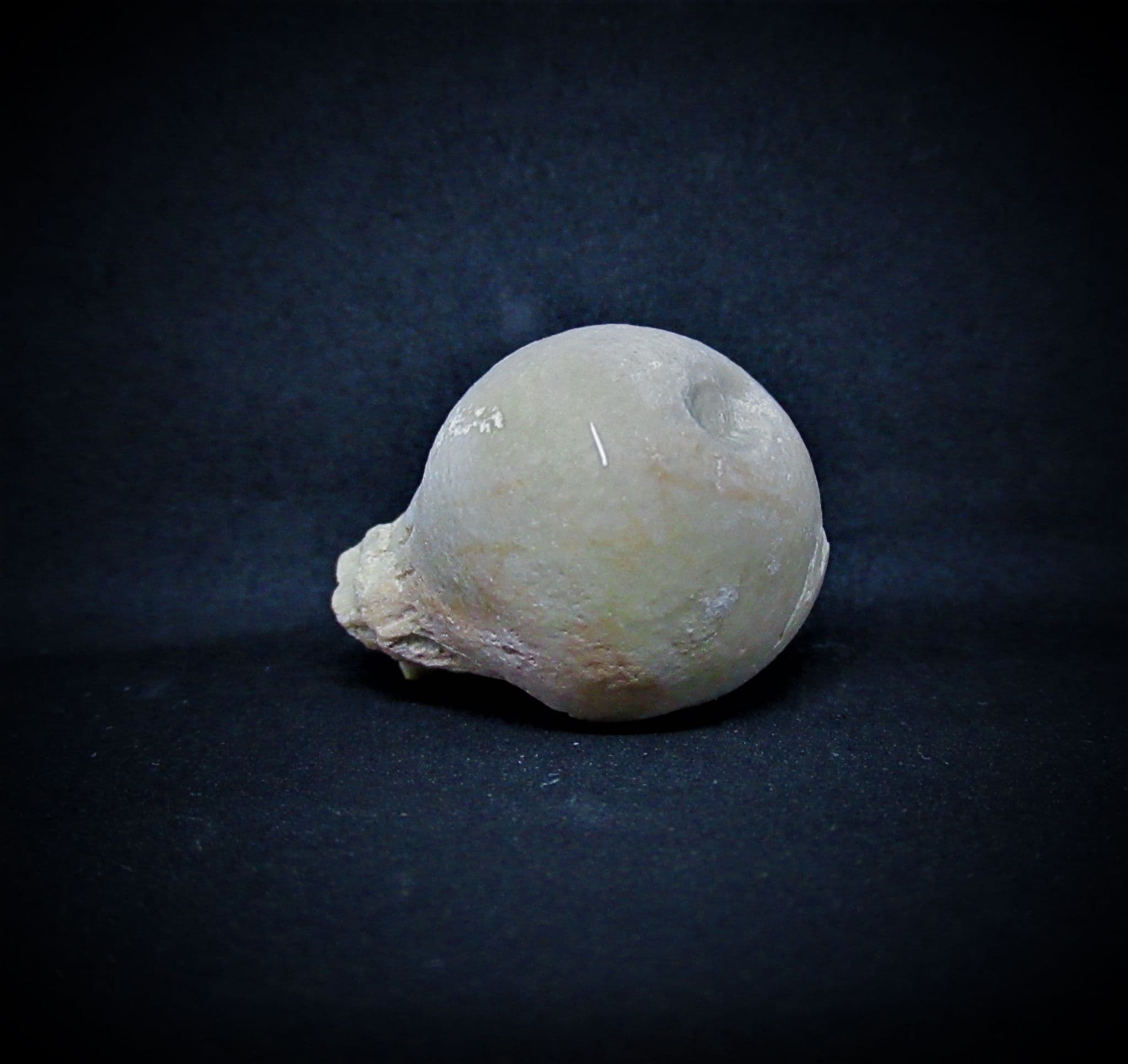 Merycoidodon Femur head
