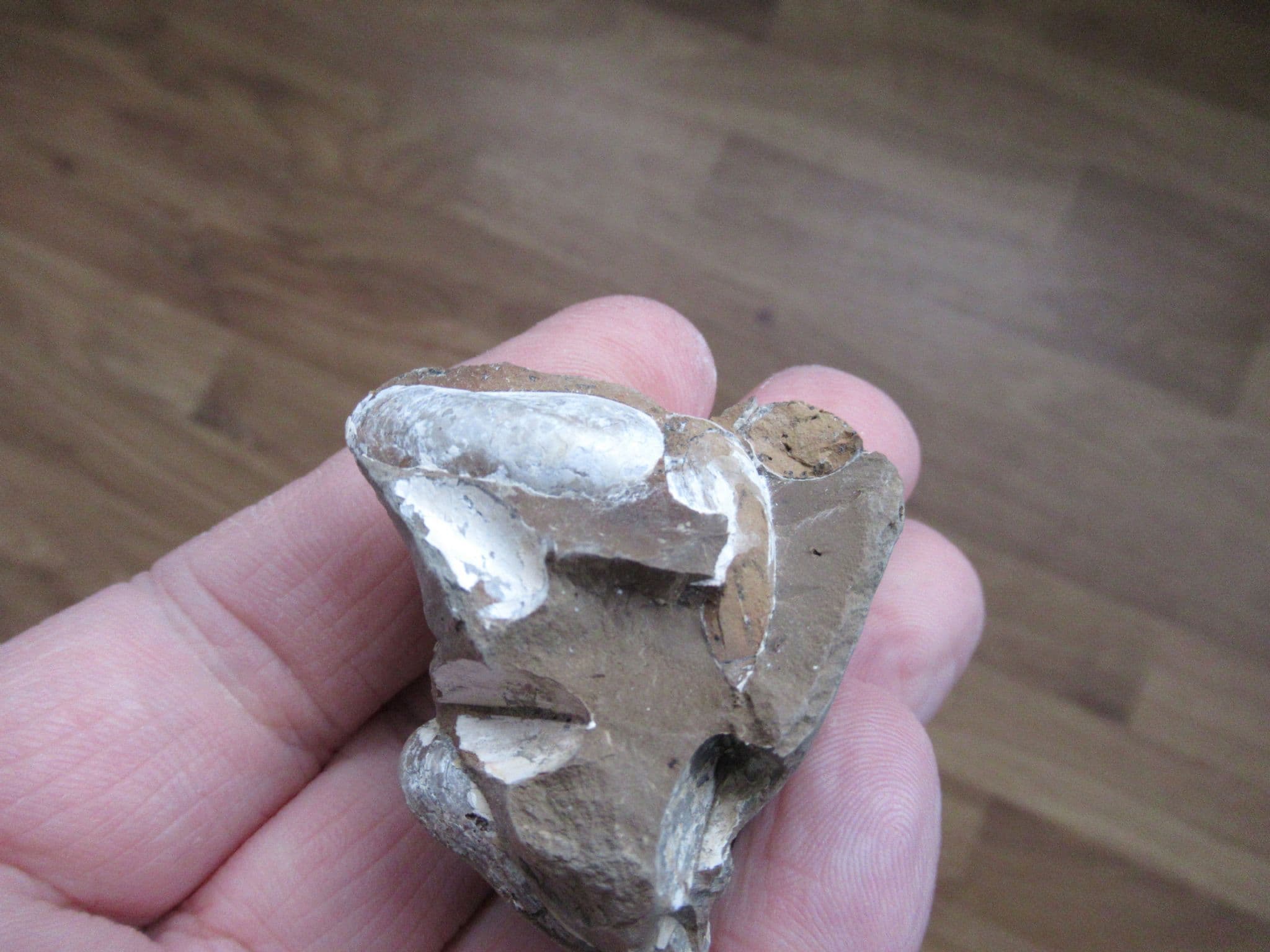 Modiolus minimus diminutive bivalves