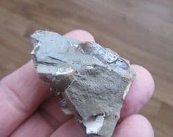 Modiolus minimus diminutive bivalves